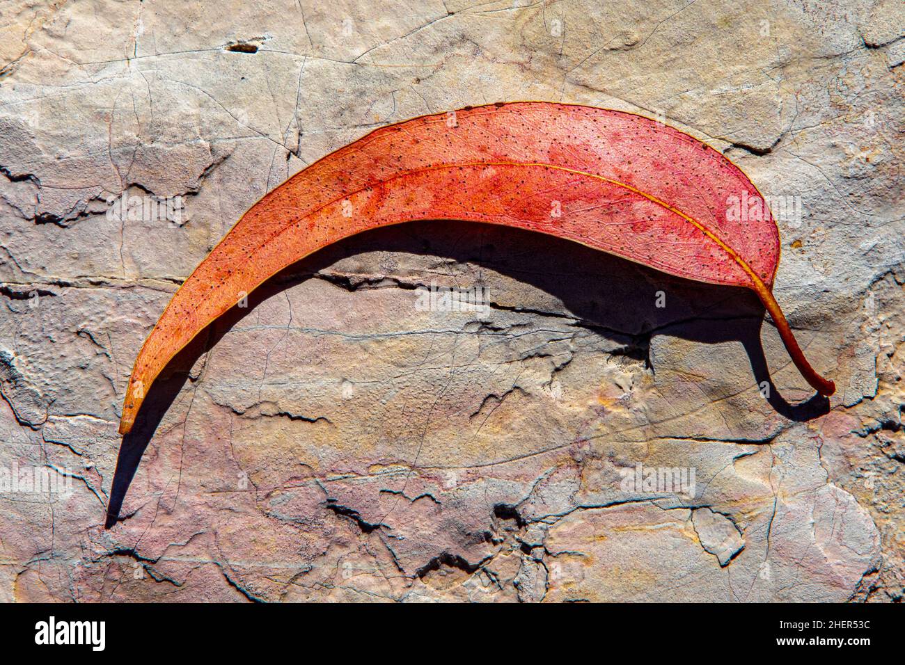 background of red leaf on stone Stock Photo - Alamy