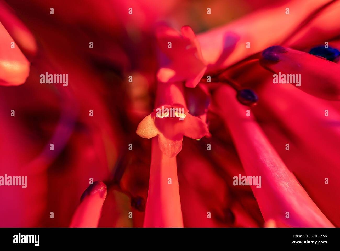 detail of a red flower bud with yellow pollen in the bud looking like a ...