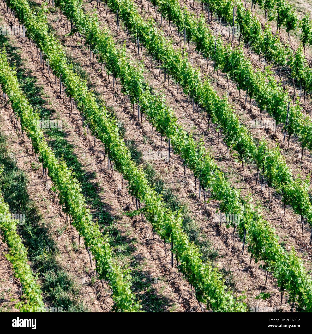 backgroound of vineyards in green color Stock Photo - Alamy