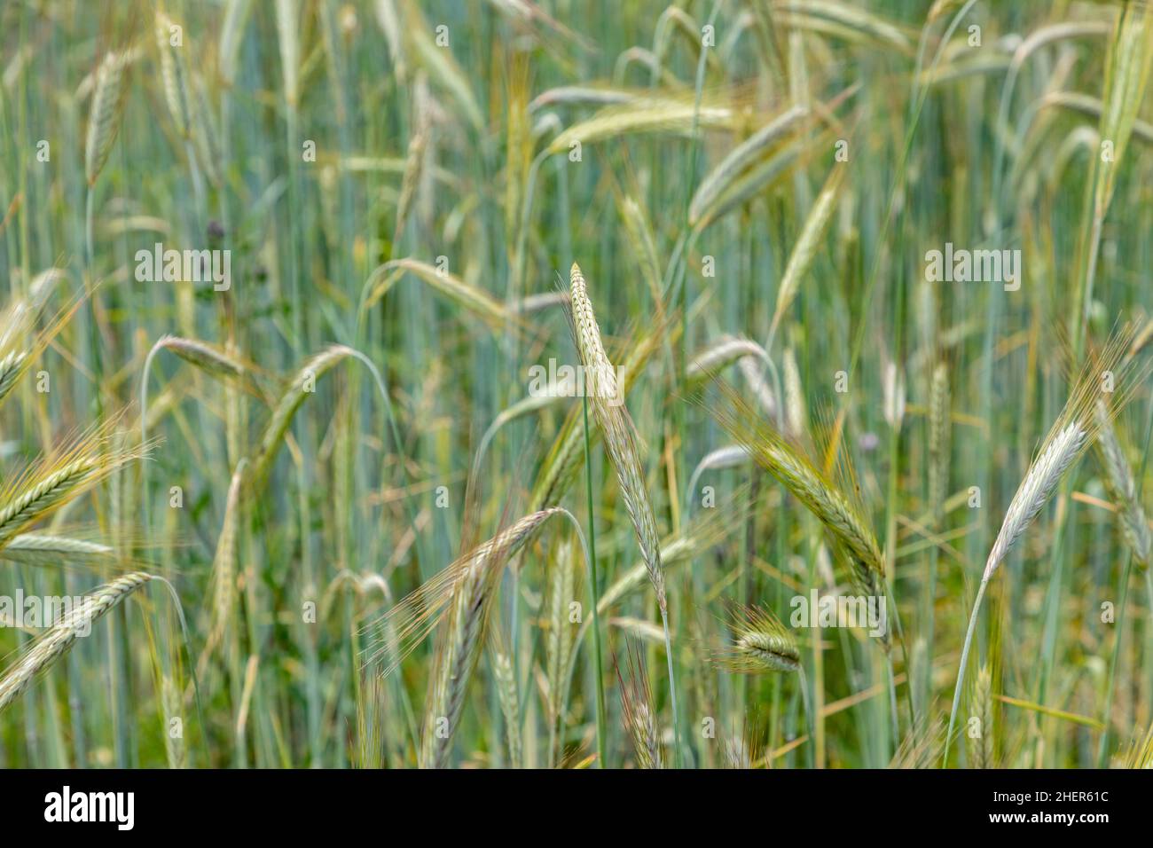 Winter rye Poaceae Pooideae Secrale cereale, an old corn plant in ...