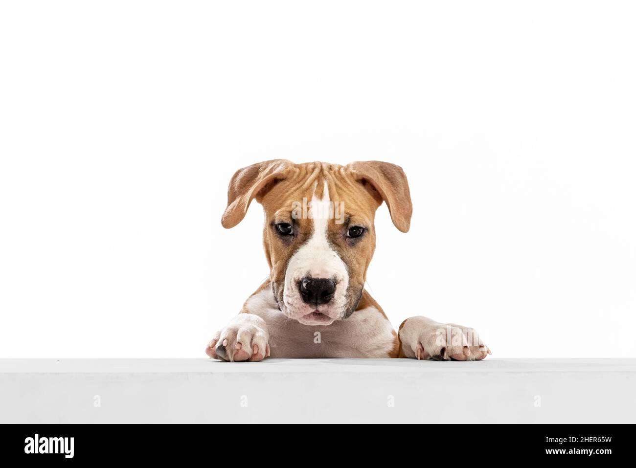 Close-up beautiful dog, American Staffordshire Terrier looking at ...