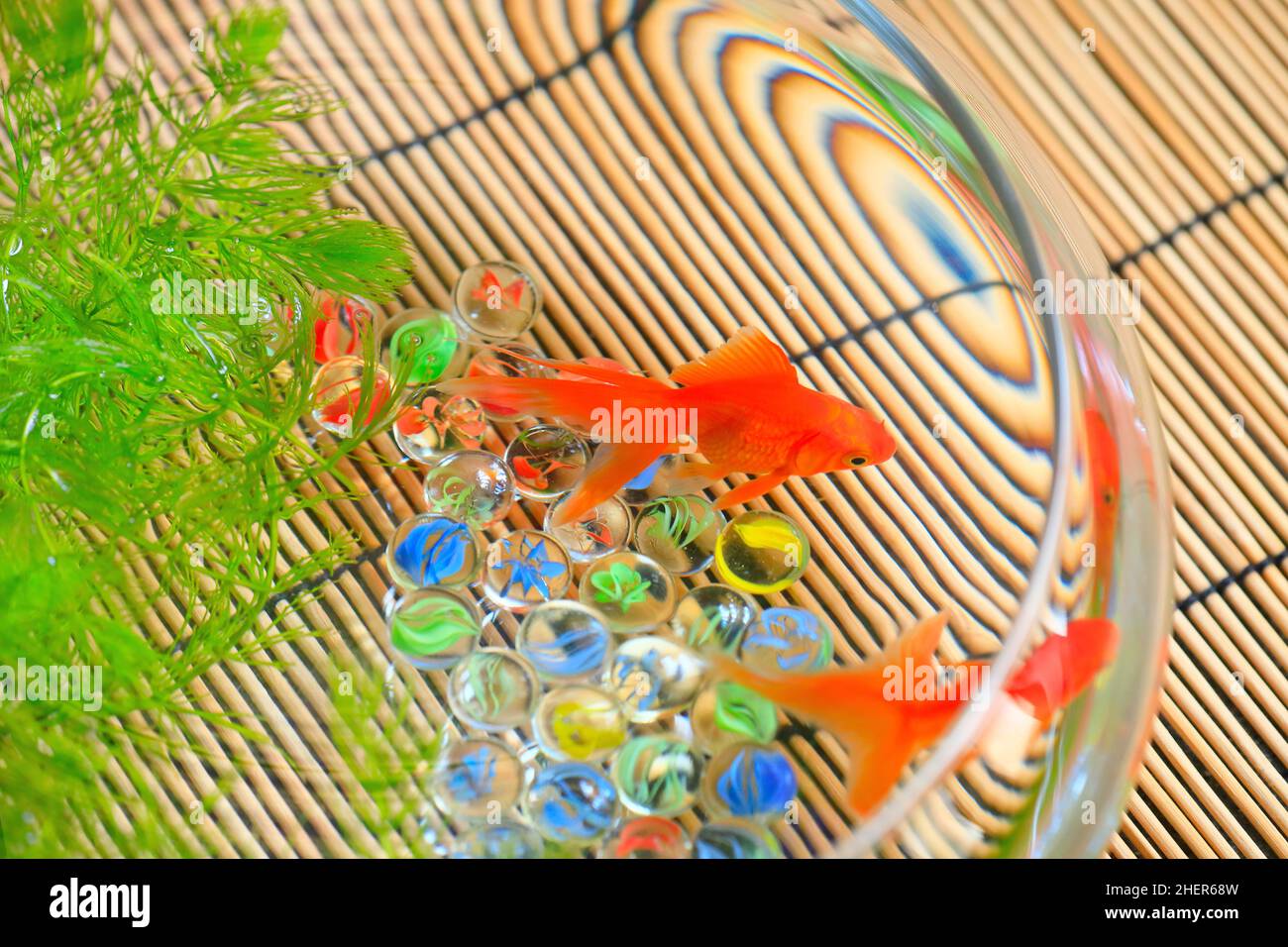 Goldfish Bowl And Two Goldfish Stock Photo - Alamy