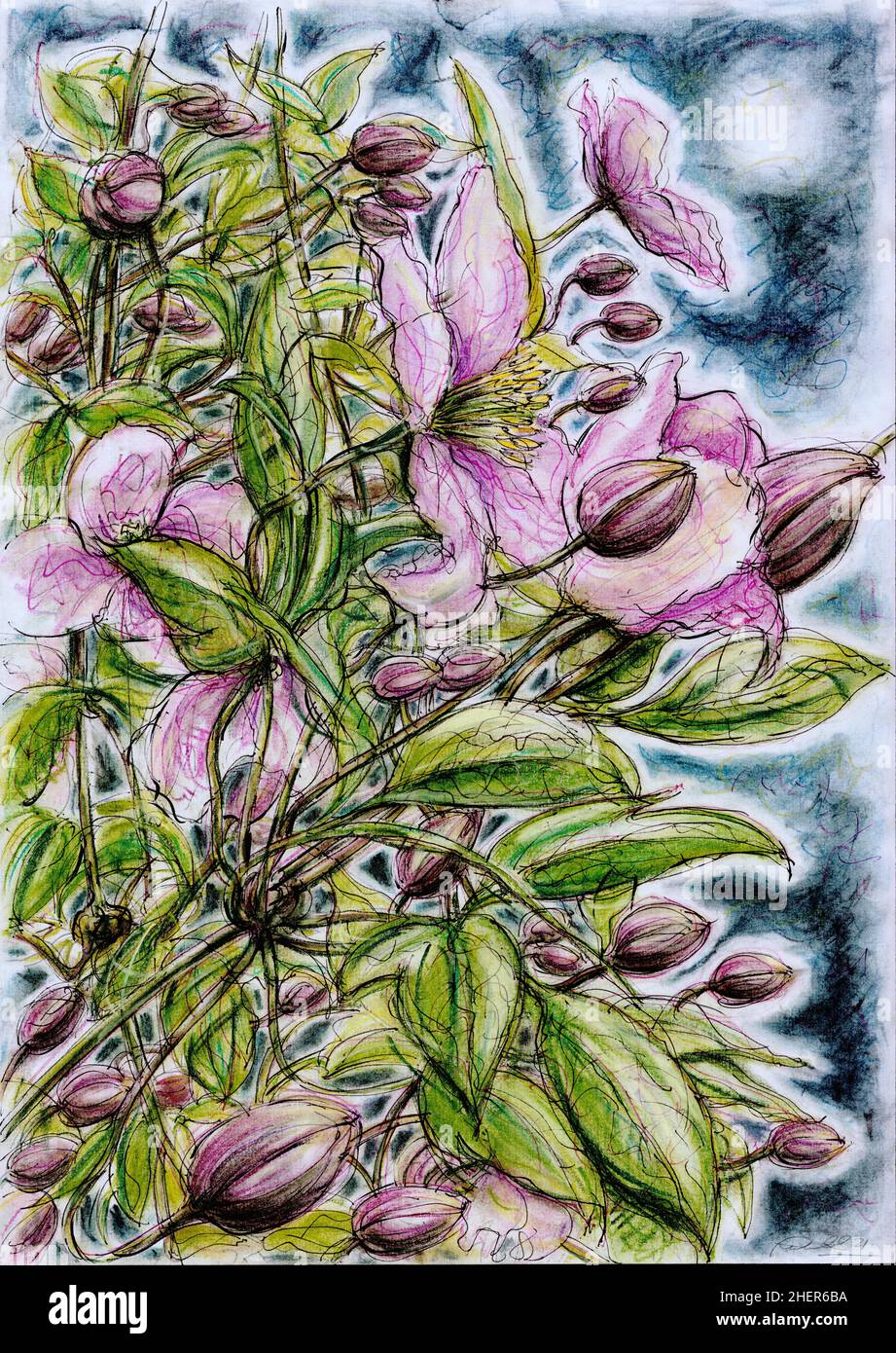 Clematis blue moon hi-res stock photography and images - Alamy