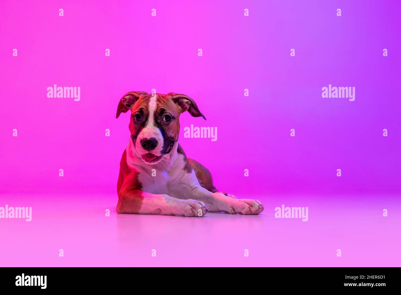 American Staffordshire Terrier isolated over studio background in neon ...