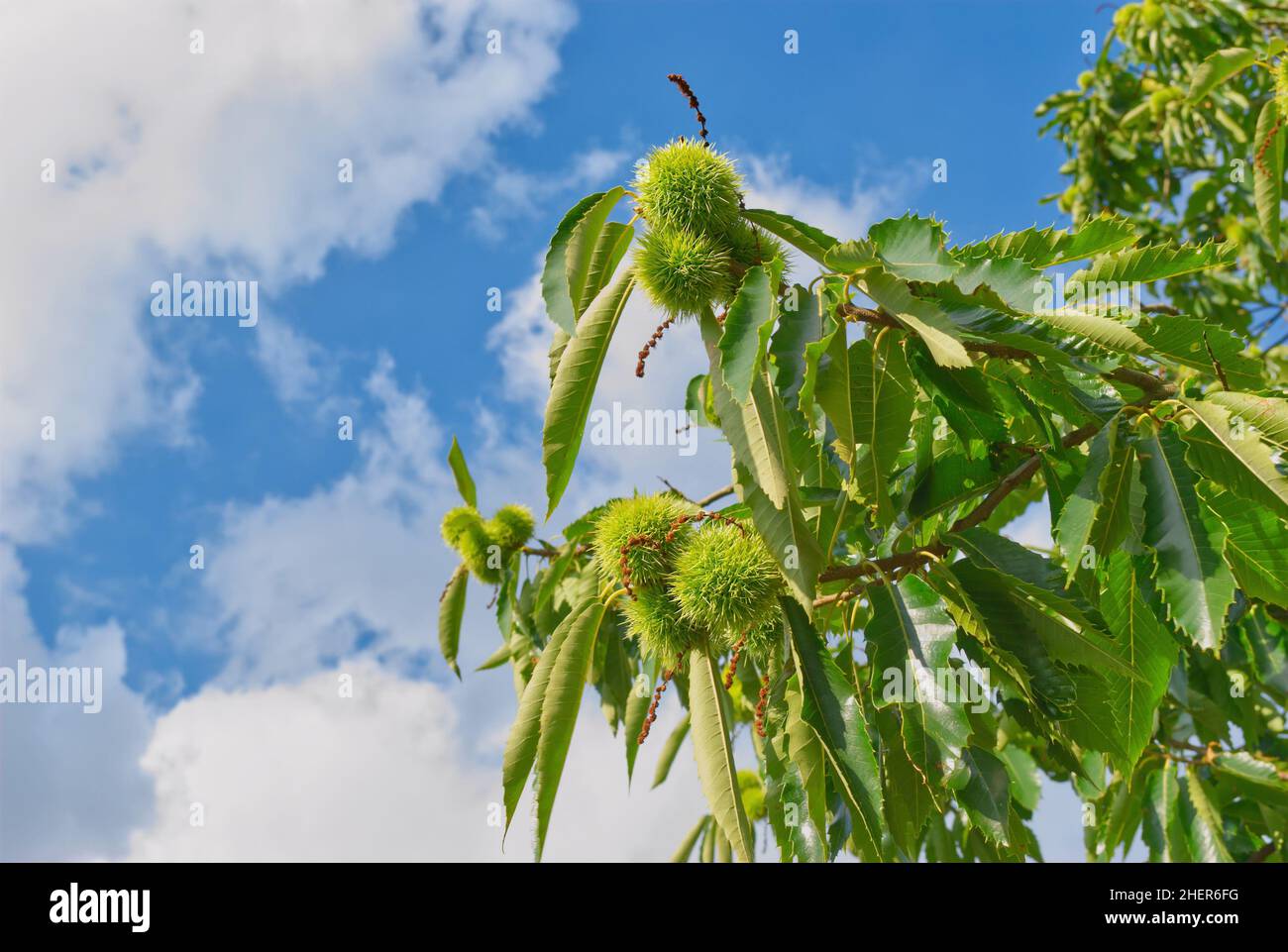 European chestnut castanea sativa hi-res stock photography and images ...