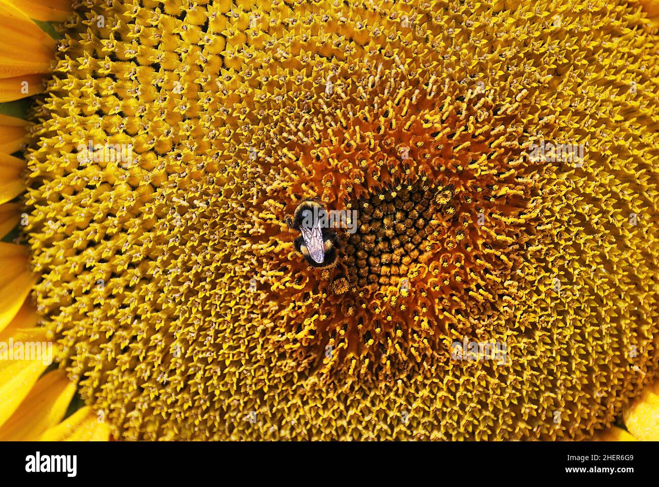 Disc florets hi-res stock photography and images - Alamy