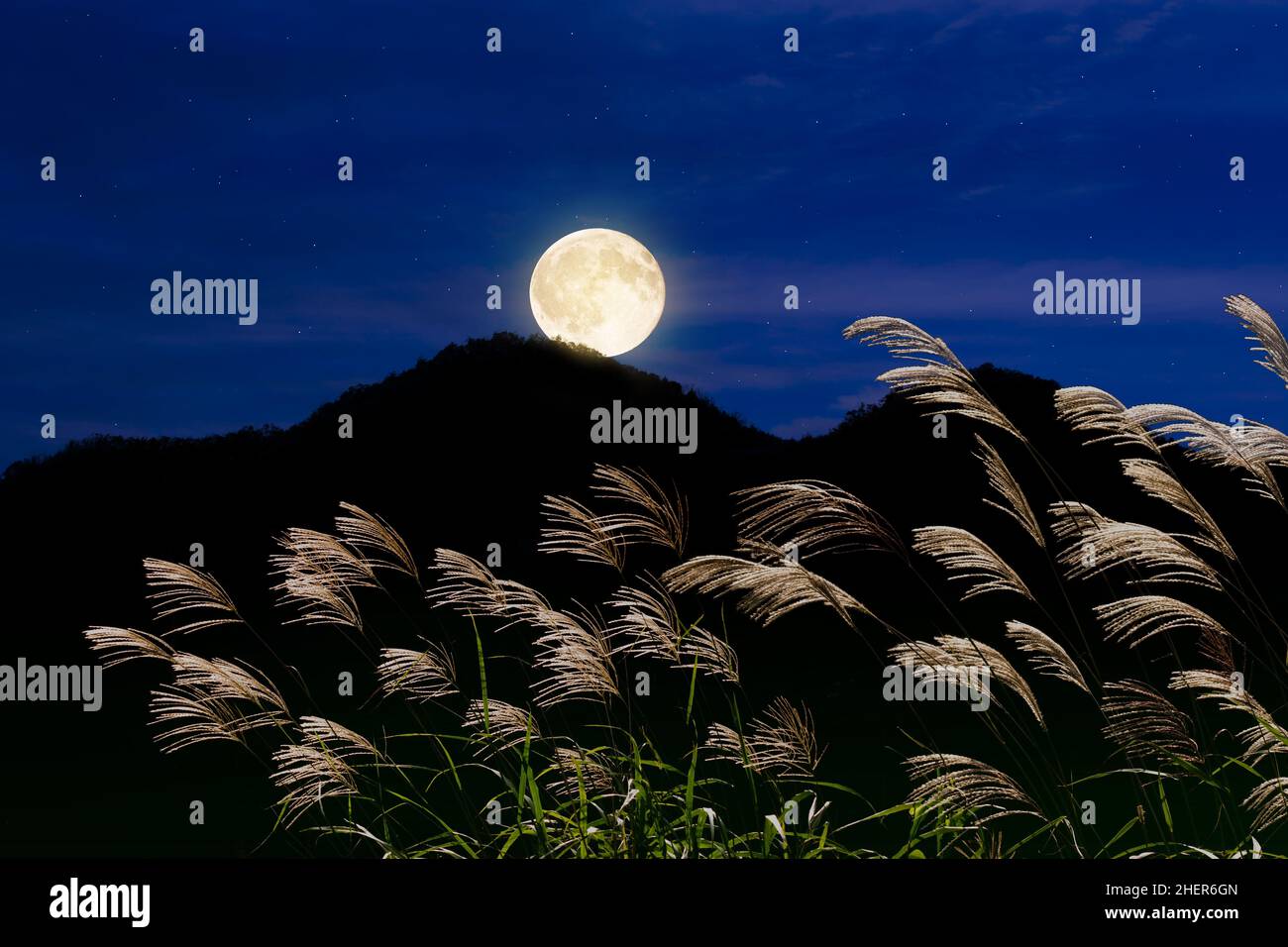 Silver Grass And Full Moon Stock Photo - Alamy