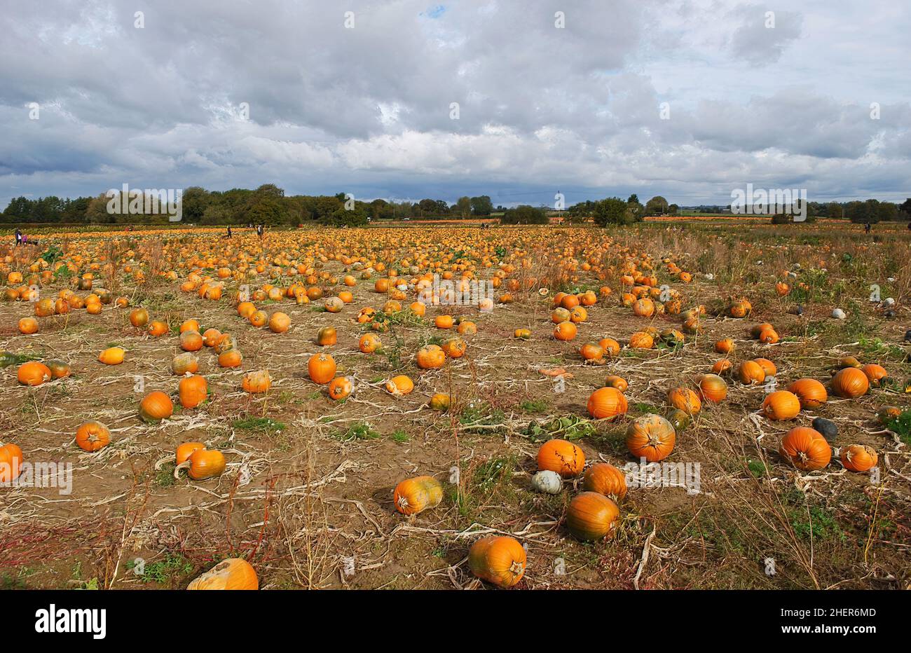 Kent pumpkin hi-res stock photography and images - Alamy