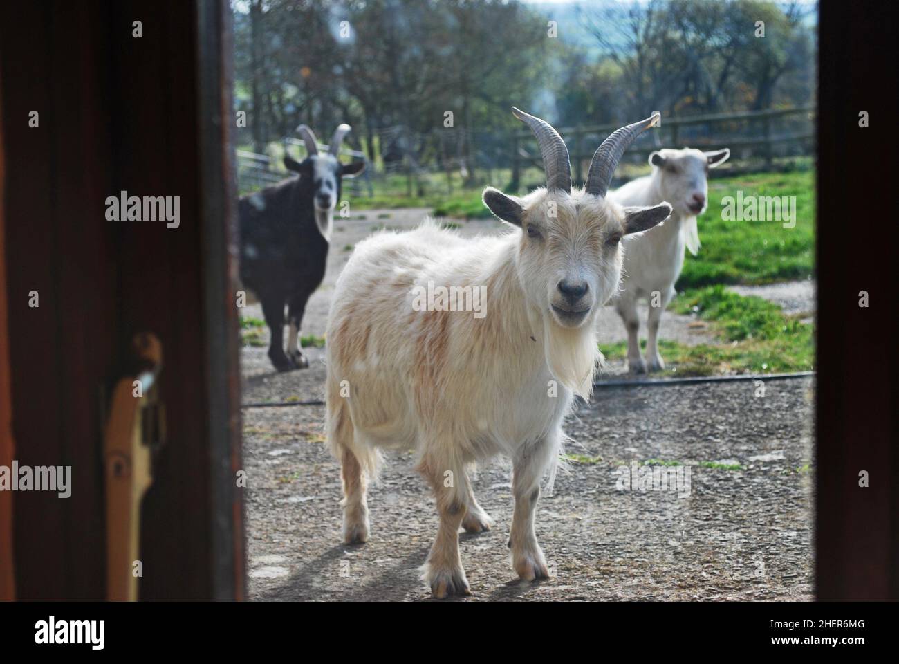 Curious white goat, with a goatee and horns, peering into a house ...