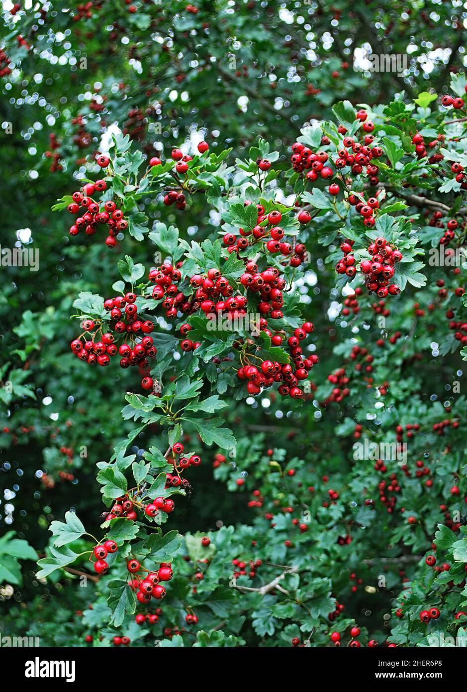 Haw jam hi-res stock photography and images - Alamy