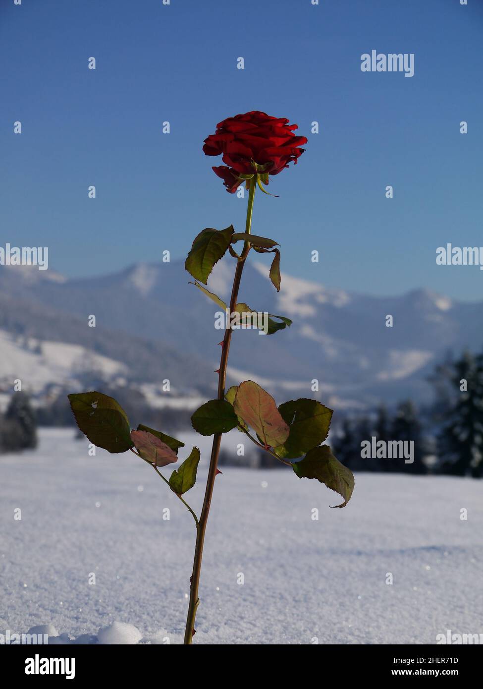 beautiful red rose snowy landscape Stock Photo - Alamy