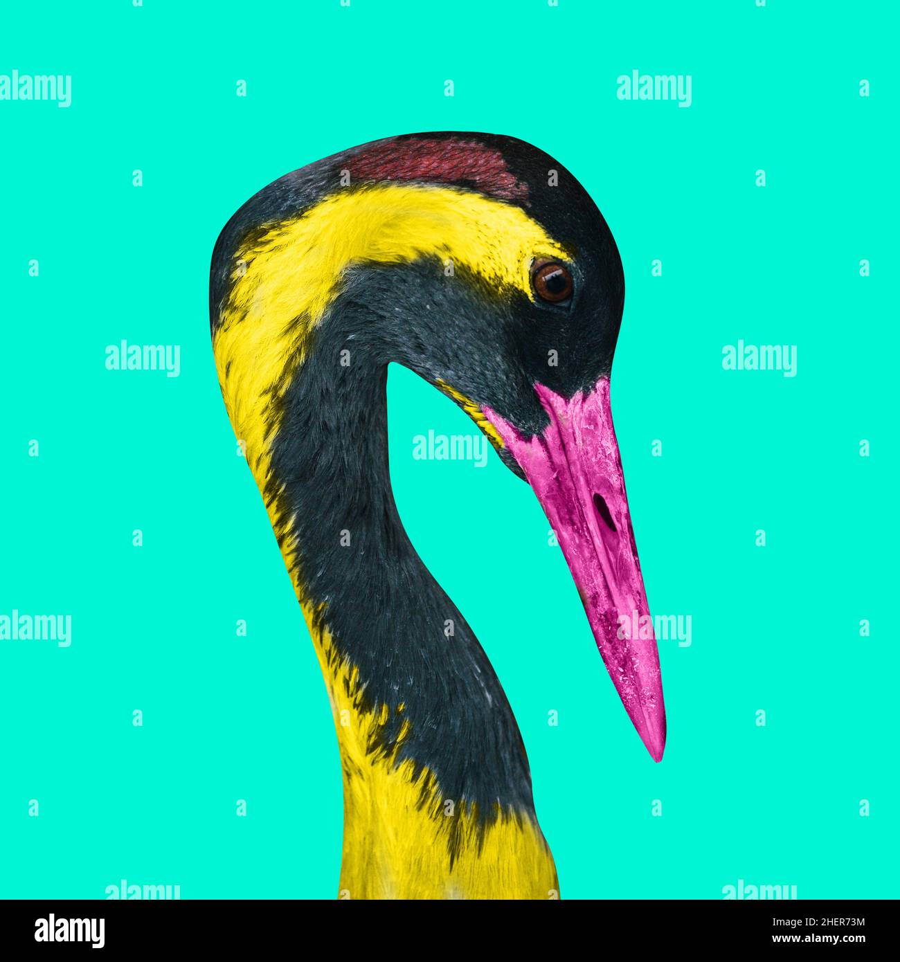 Multicolored crane on a colorful background. An exotic bird with a ...