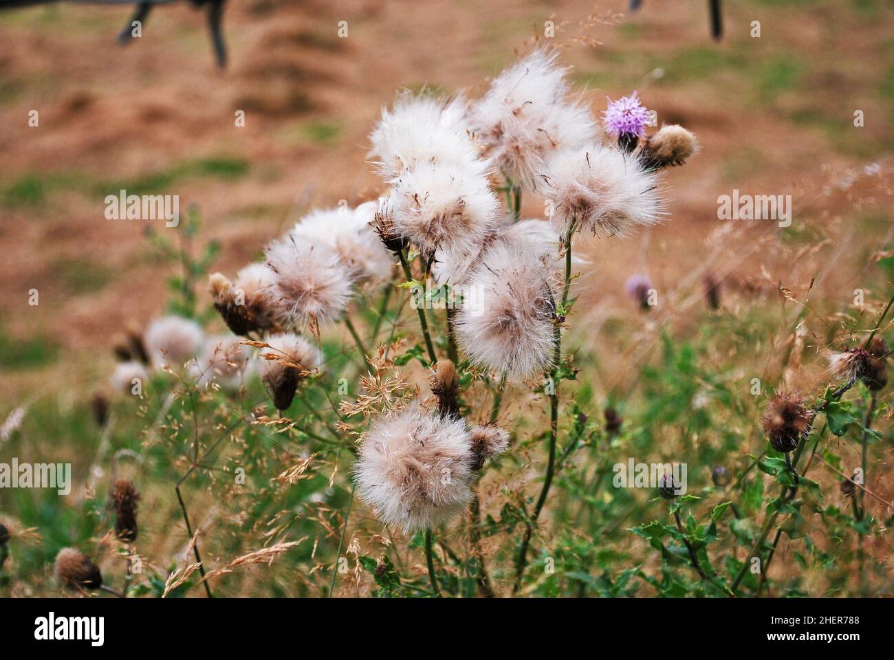 Light breeze hi-res stock photography and images - Alamy