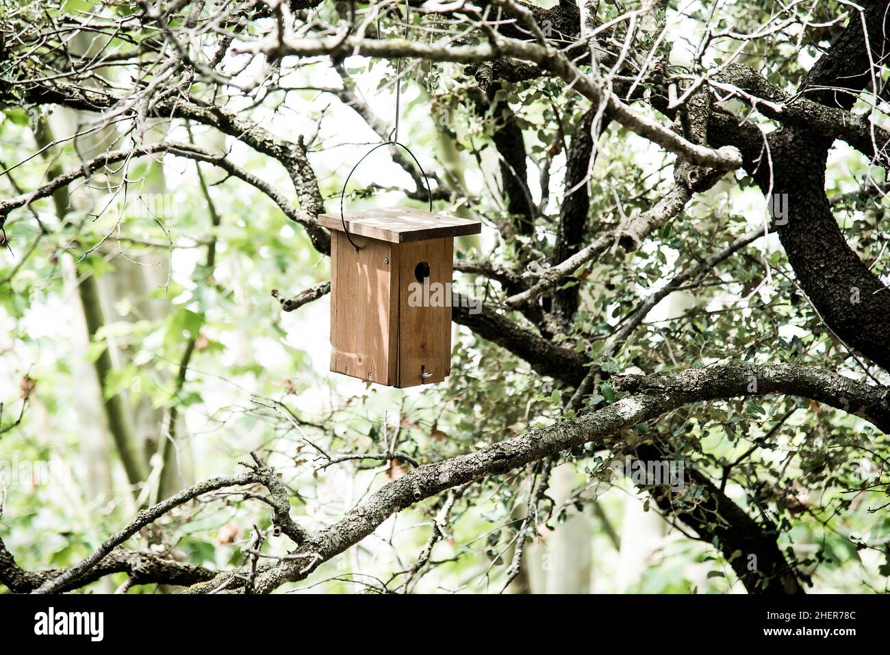 Bird feeder on a tree branch. Wooden hand made bird feeder. Animal care ...