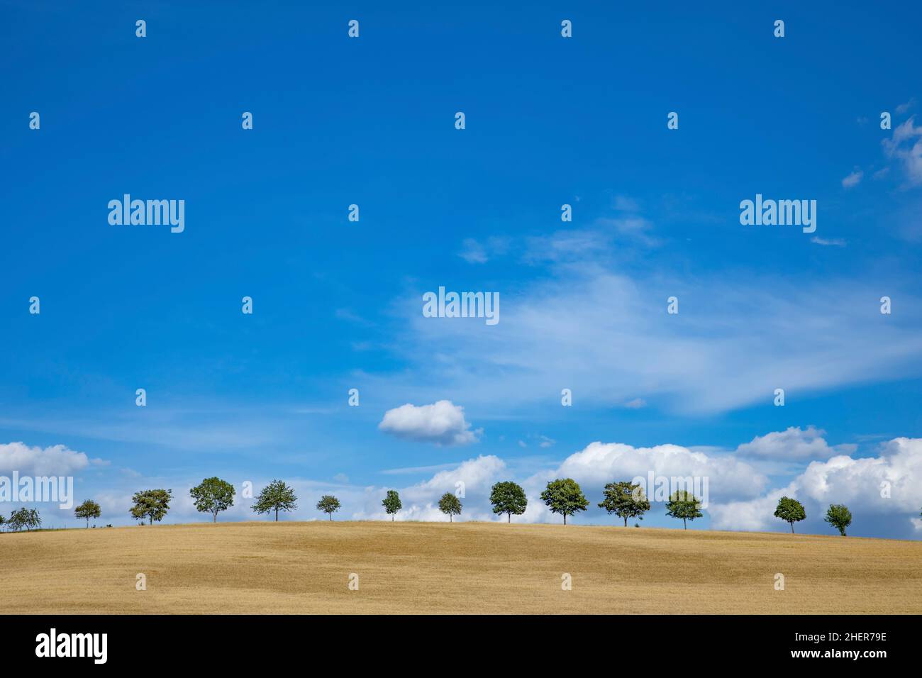 scenic alley in the eifel region in Germany with blue sky and soft ...