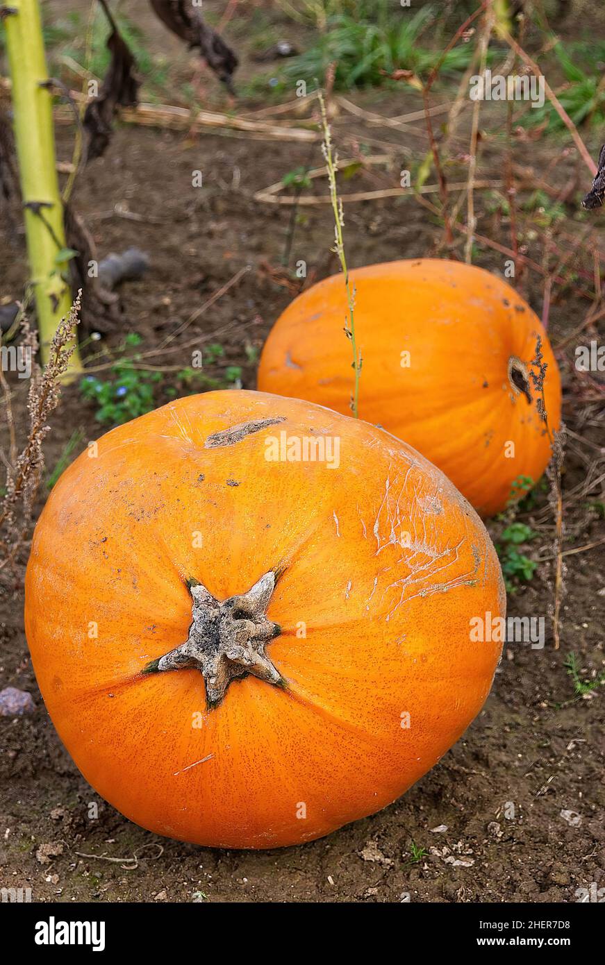 A large bright orange pumpkin lying on its side with its stem (peduncle ...