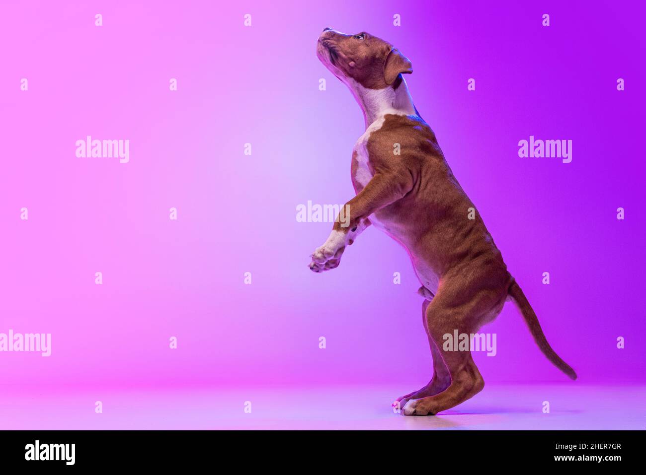 American Staffordshire Terrier isolated over studio background in neon ...