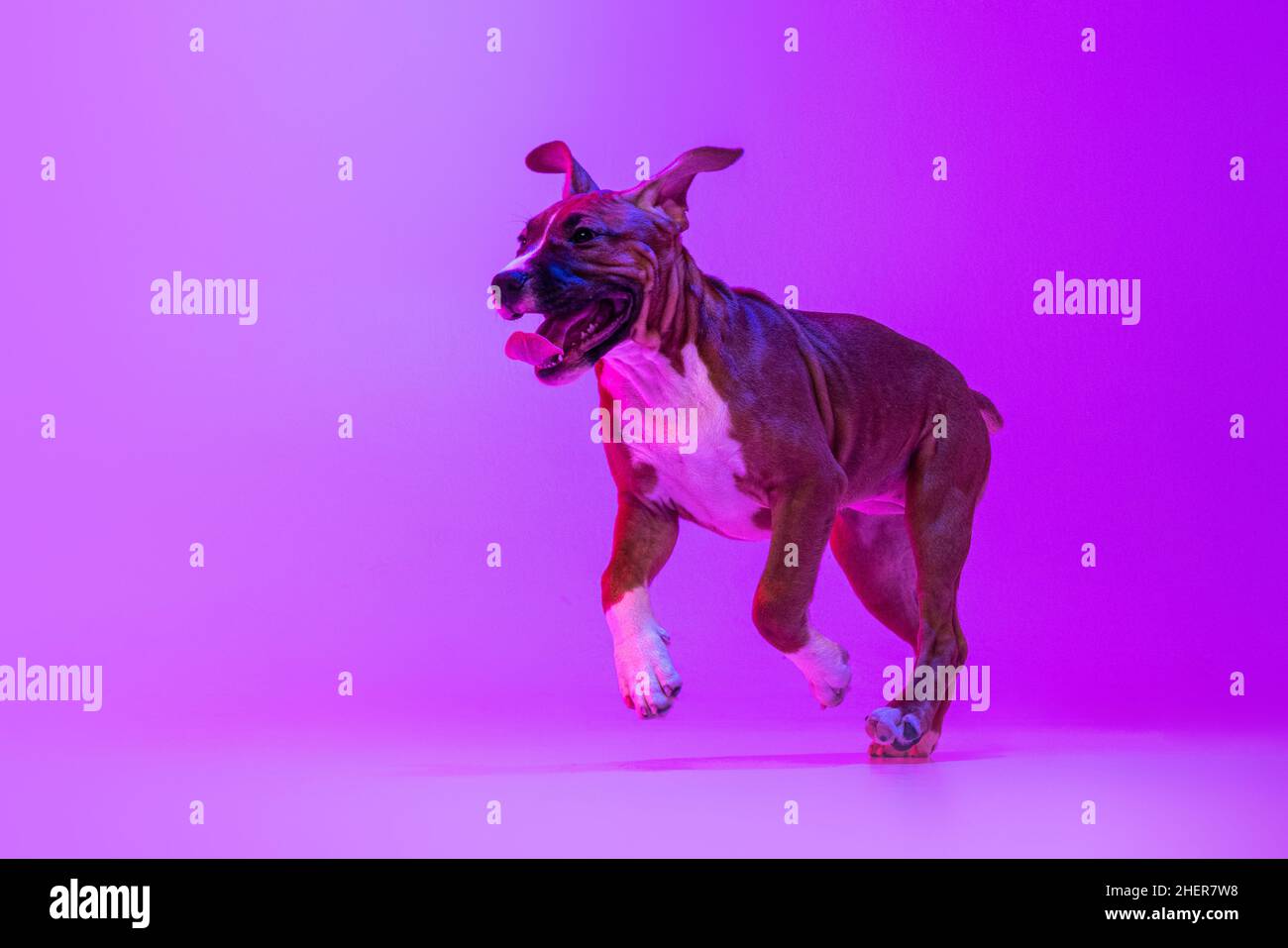 American Staffordshire Terrier isolated over studio background in neon ...