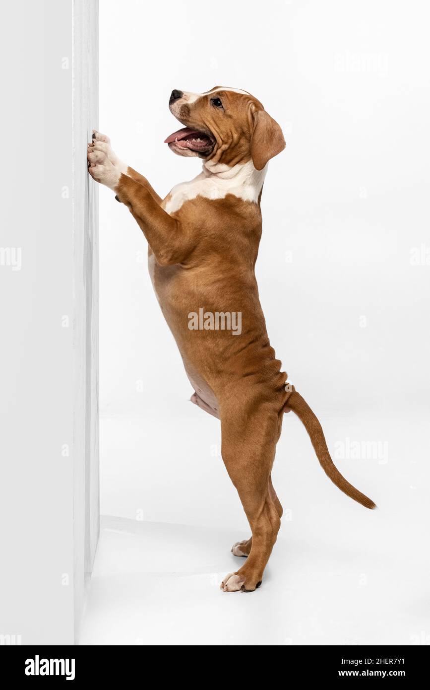 Young American Staffordshire Terrier standing near wall isolated over ...
