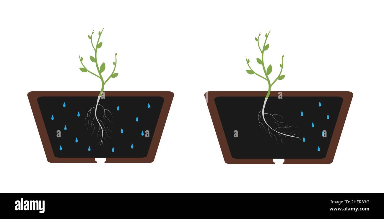 Hydrotropism - plant's growth response in which the direction of growth ...