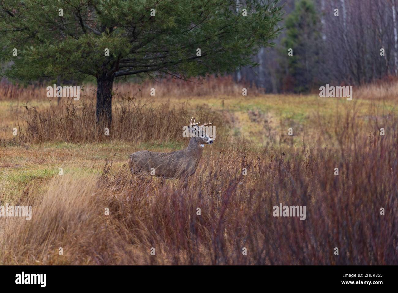 White-tailed buck during the rut in northern Wisconsin Stock Photo - Alamy