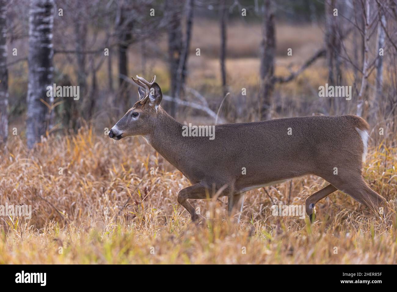 White-tailed buck in northern Wisconsin Stock Photo - Alamy