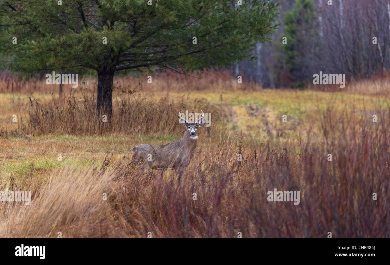 White-tailed buck during the rut in northern Wisconsin Stock Photo - Alamy