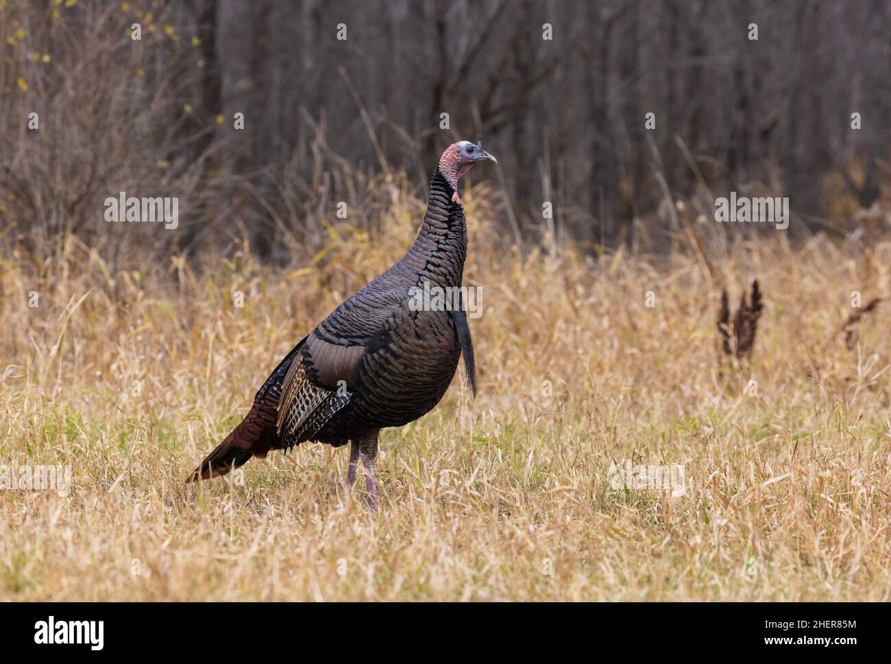 Autumn eastern wild turkey in northern Wisconsin Stock Photo - Alamy