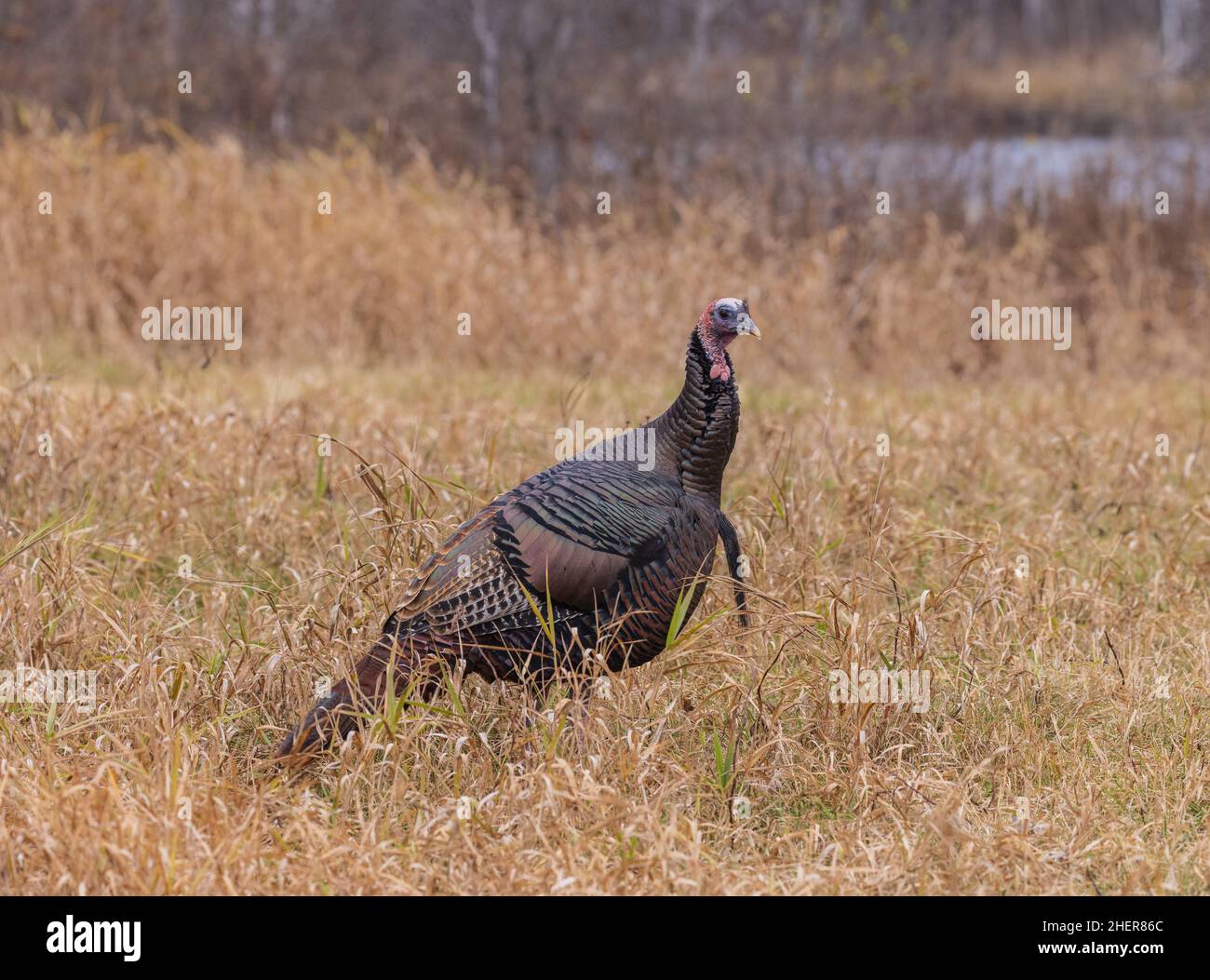 Autumn eastern wild turkey in northern Wisconsin Stock Photo - Alamy