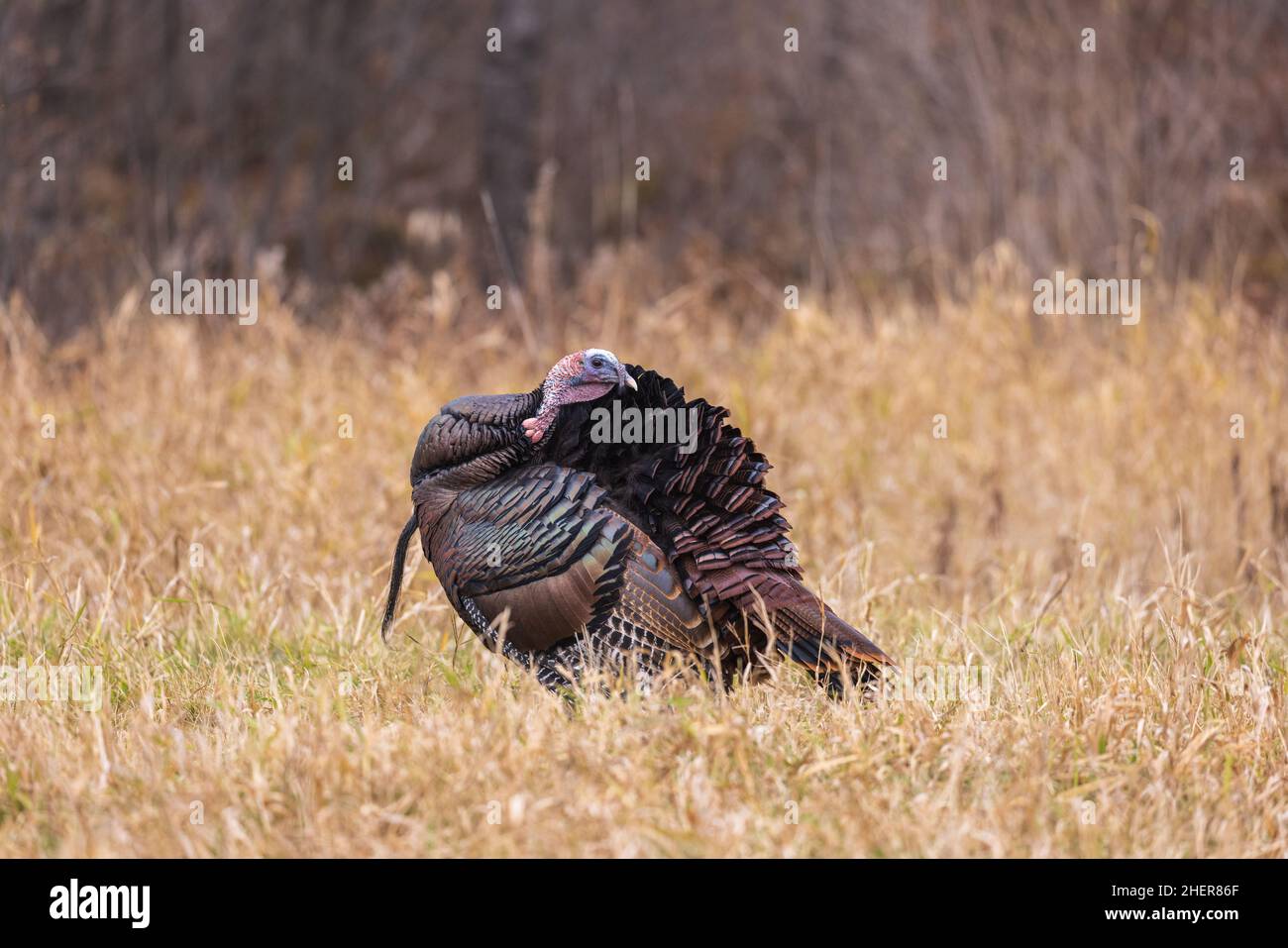 Autumn eastern wild turkey in northern Wisconsin Stock Photo - Alamy
