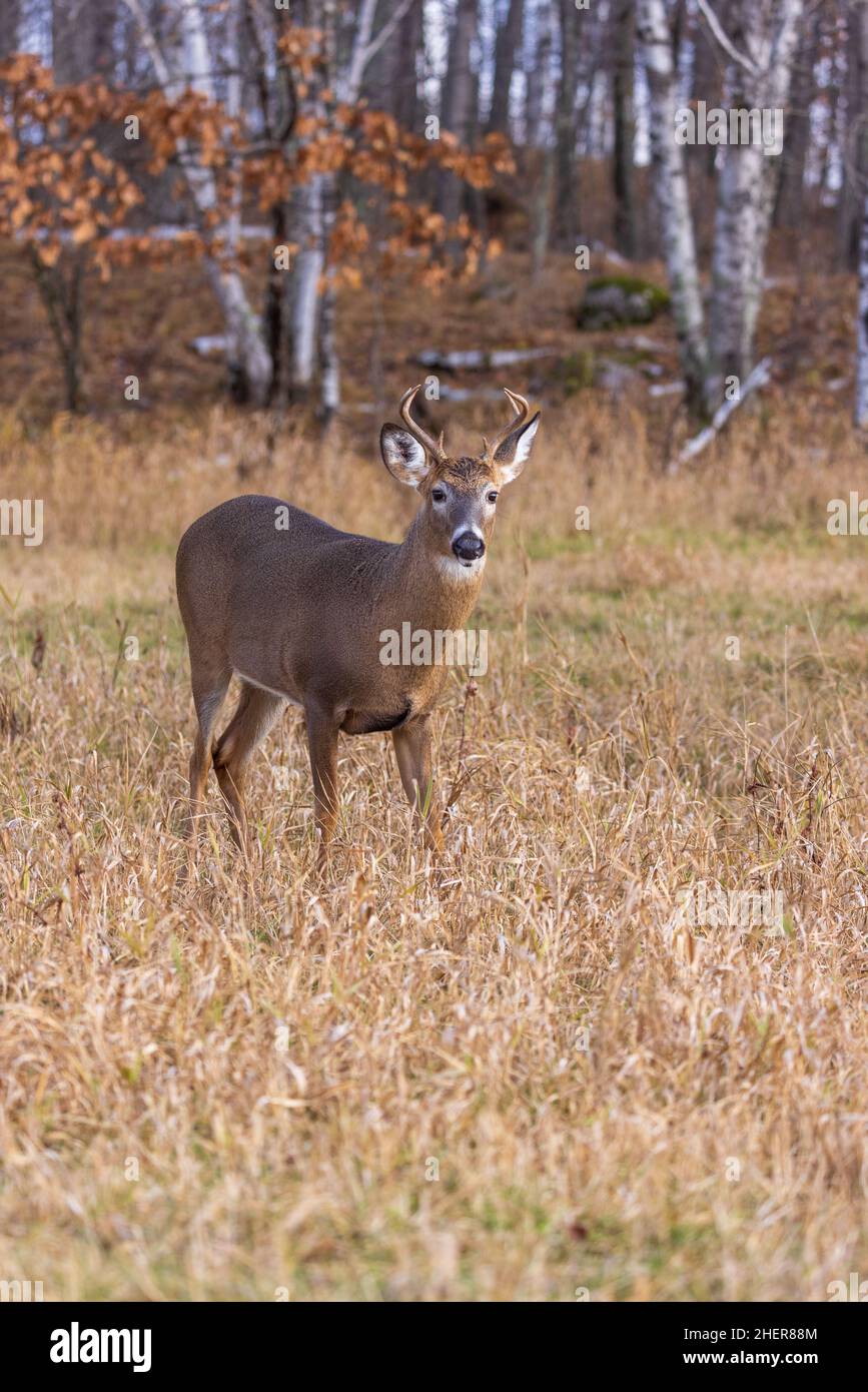 White-tailed buck in northern Wisconsin Stock Photo - Alamy
