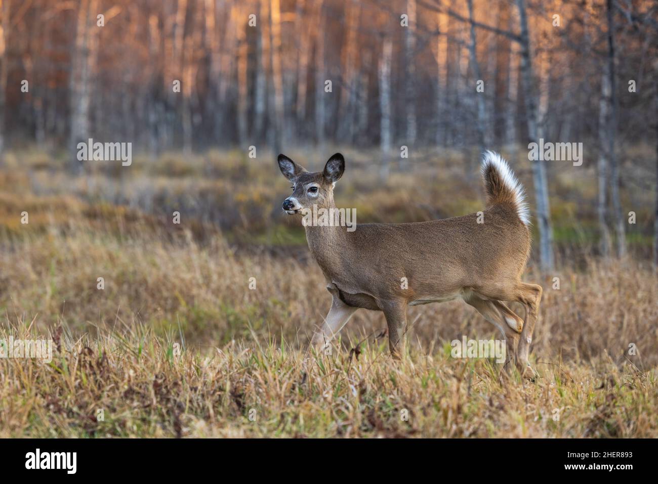 White-tailed fawn running with his tail up in northern Wisconsin field ...