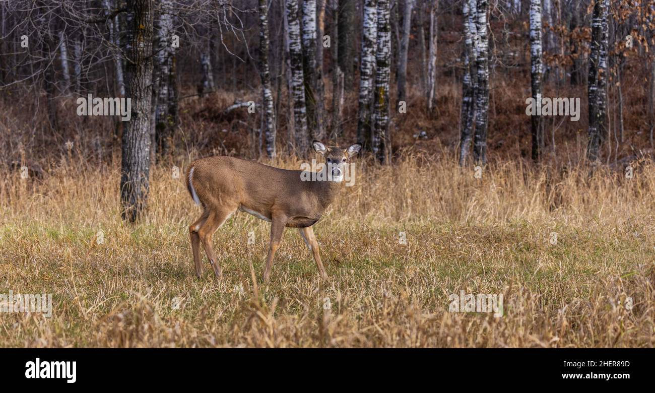 White-tailed buck in northern Wisconsin Stock Photo - Alamy