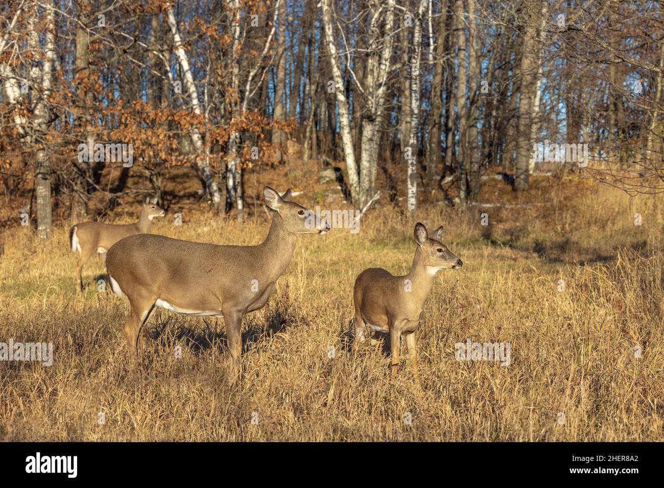 White-tailed deer in an autumn field Stock Photo - Alamy