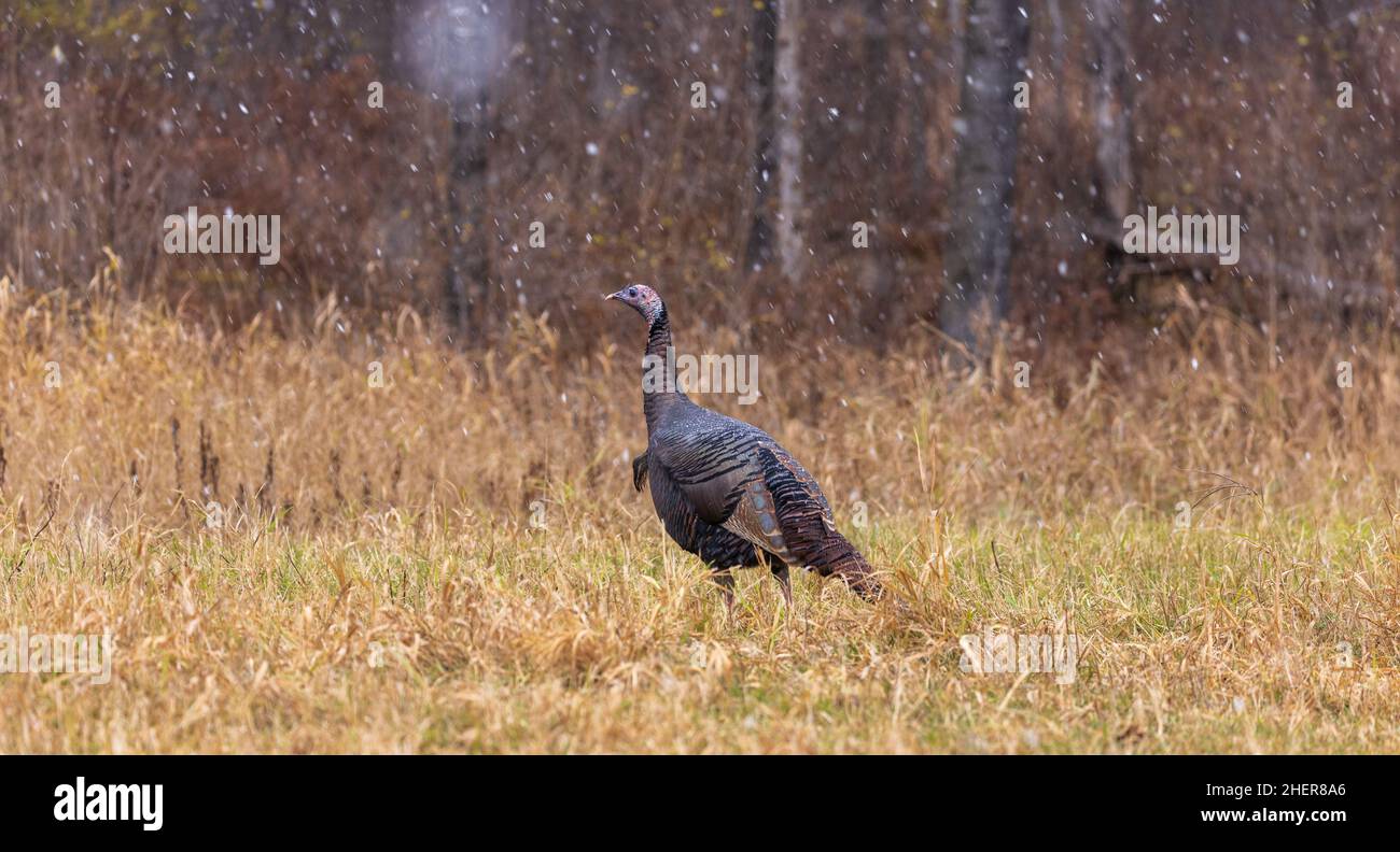 Snow falling on a wild turkey in northern Wisconsin Stock Photo - Alamy
