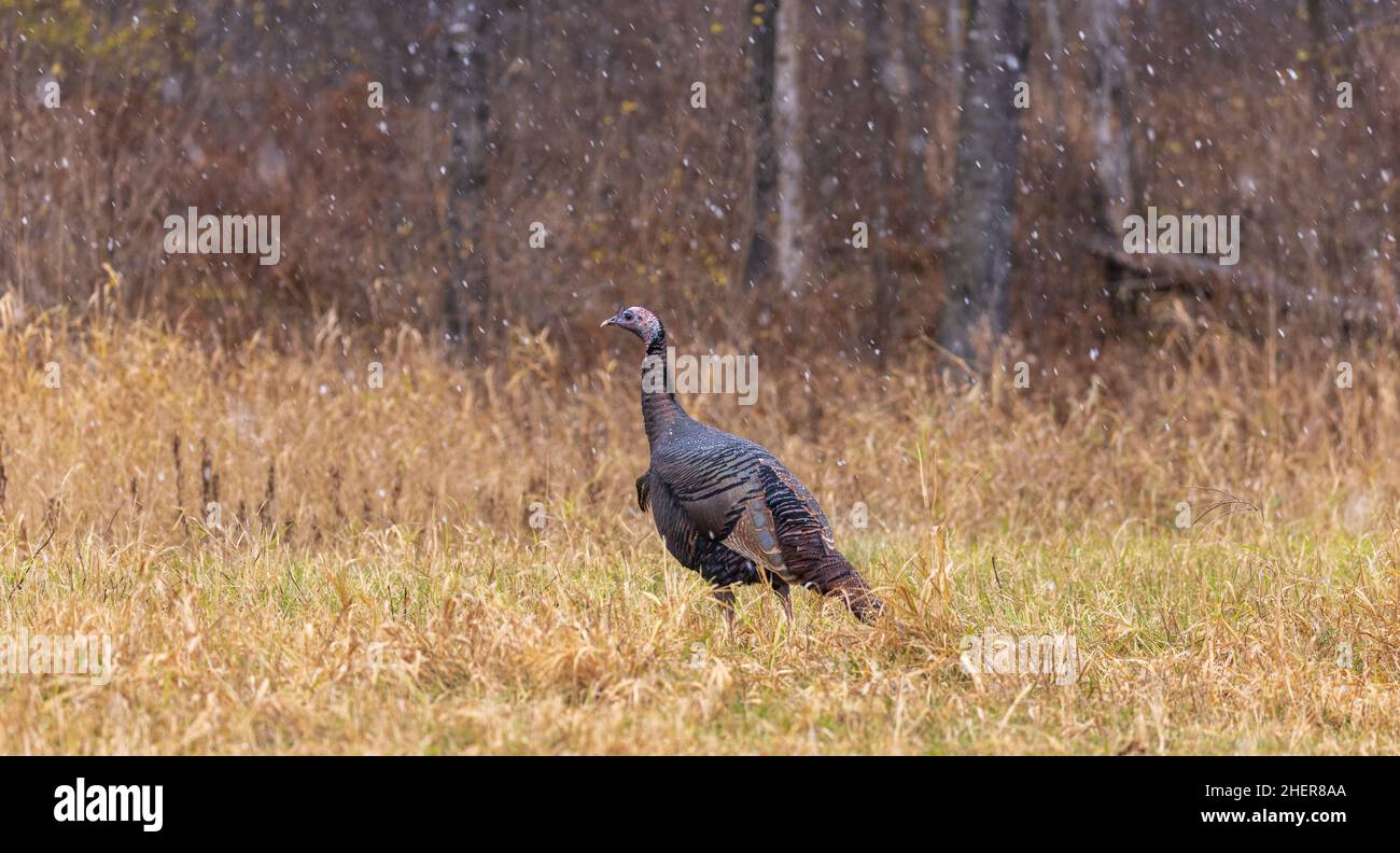 Autumn eastern wild turkey in northern Wisconsin Stock Photo - Alamy