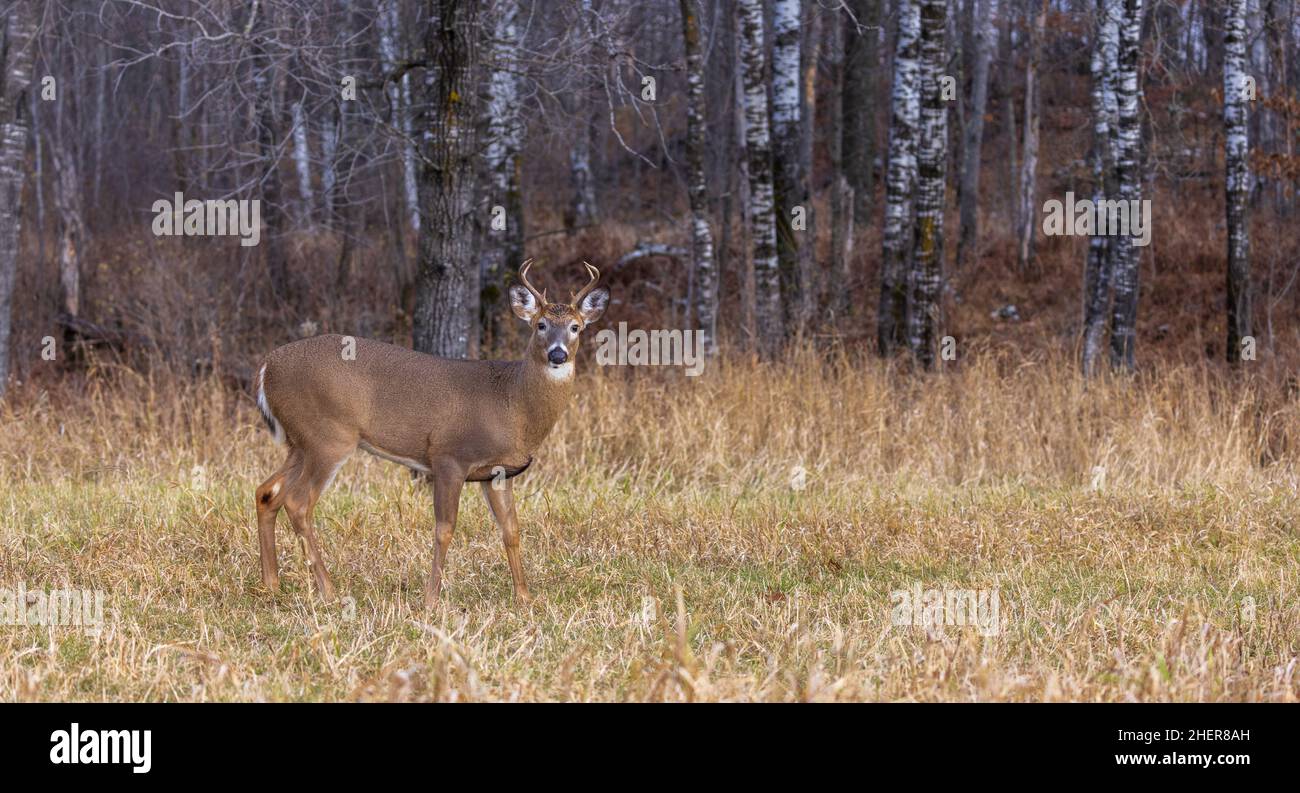 White-tailed buck in northern Wisconsin Stock Photo - Alamy