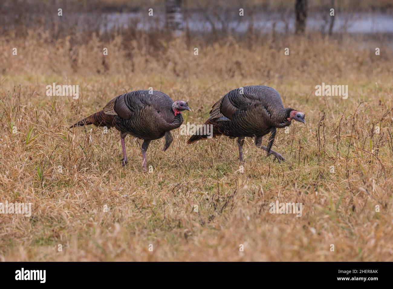 Autumn eastern wild turkeys in northern Wisconsin Stock Photo - Alamy