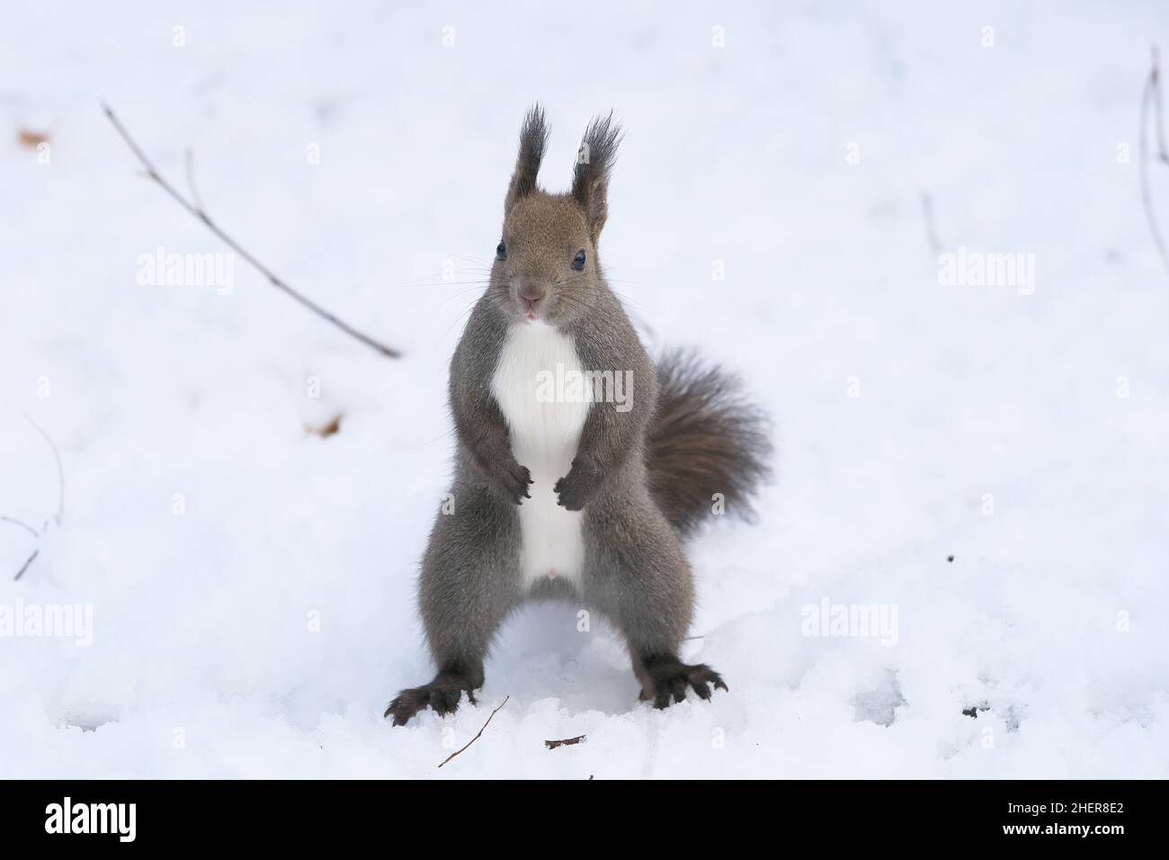 Ezo squirrel hi-res stock photography and images - Alamy