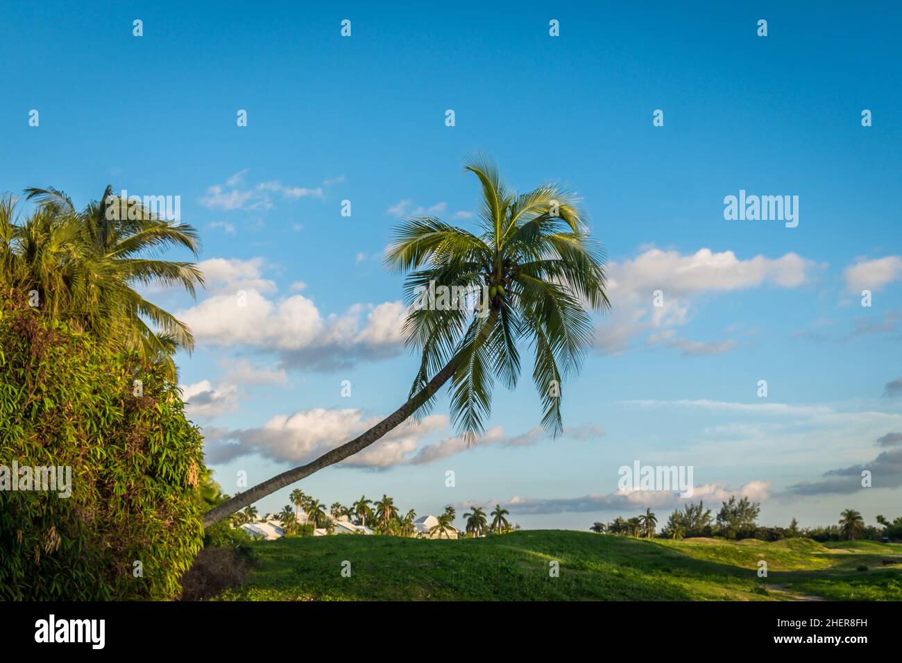 Single leaning palm tree on a redundant golf course at sunset, Grand ...