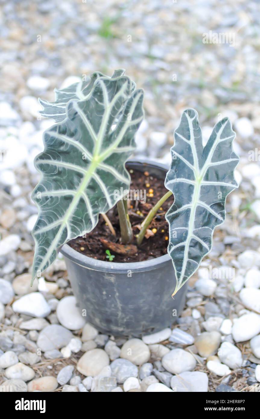Alocasia, Alocasia Sanderiana Bull plant on the floor Stock Photo - Alamy