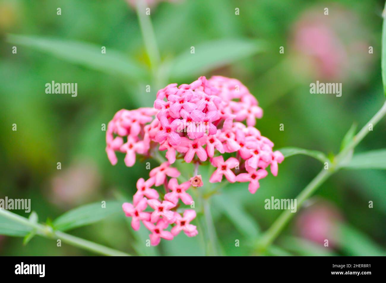 Panama rose plant hi-res stock photography and images - Alamy