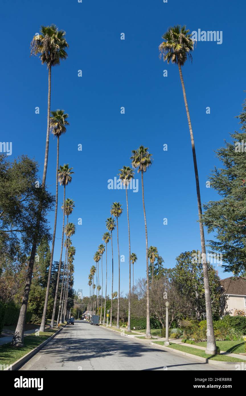 A palm tree lined street in Pasadena, California shown on a sunny day ...