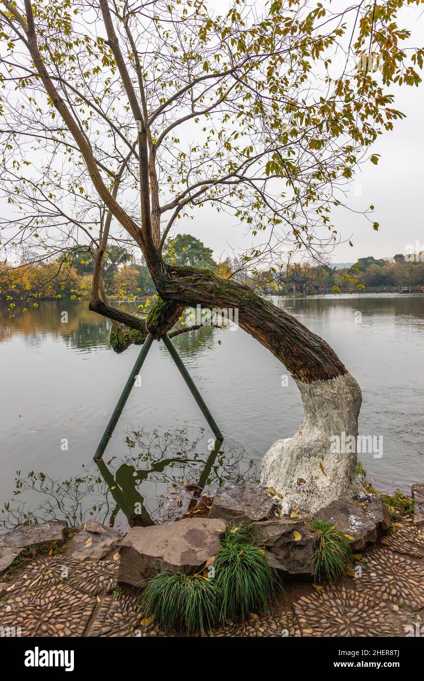 Tree supported by props hi-res stock photography and images - Alamy