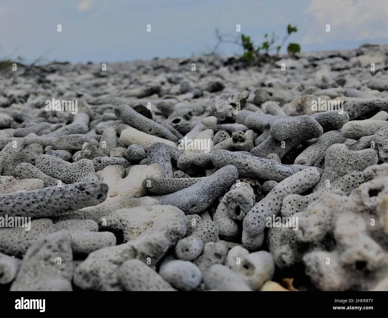 dead corals and shell on beach pigeon island clicked at evening pigeon ...