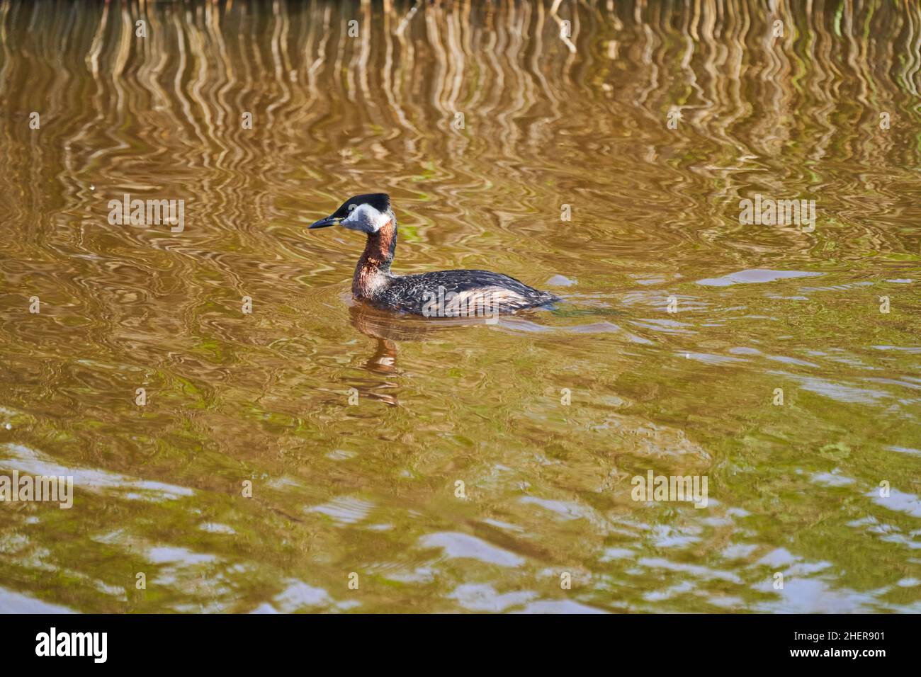 The great crested grebe, Podiceps cristatus, is a water bird noted for ...