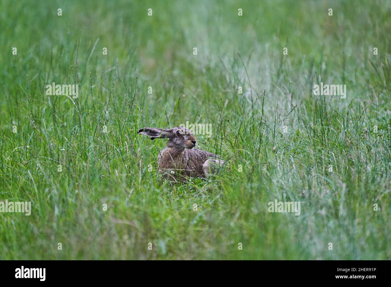 Hare or jackrabbit, leporids belonging to the genus Lepus. They are ...