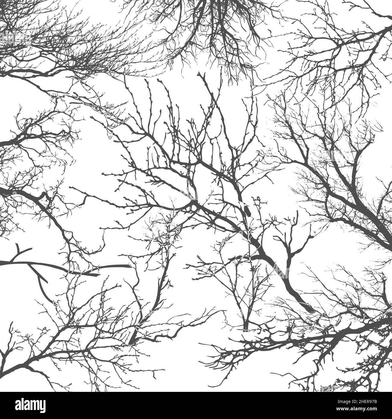 Texture of tree branches on isolate Stock Photo - Alamy