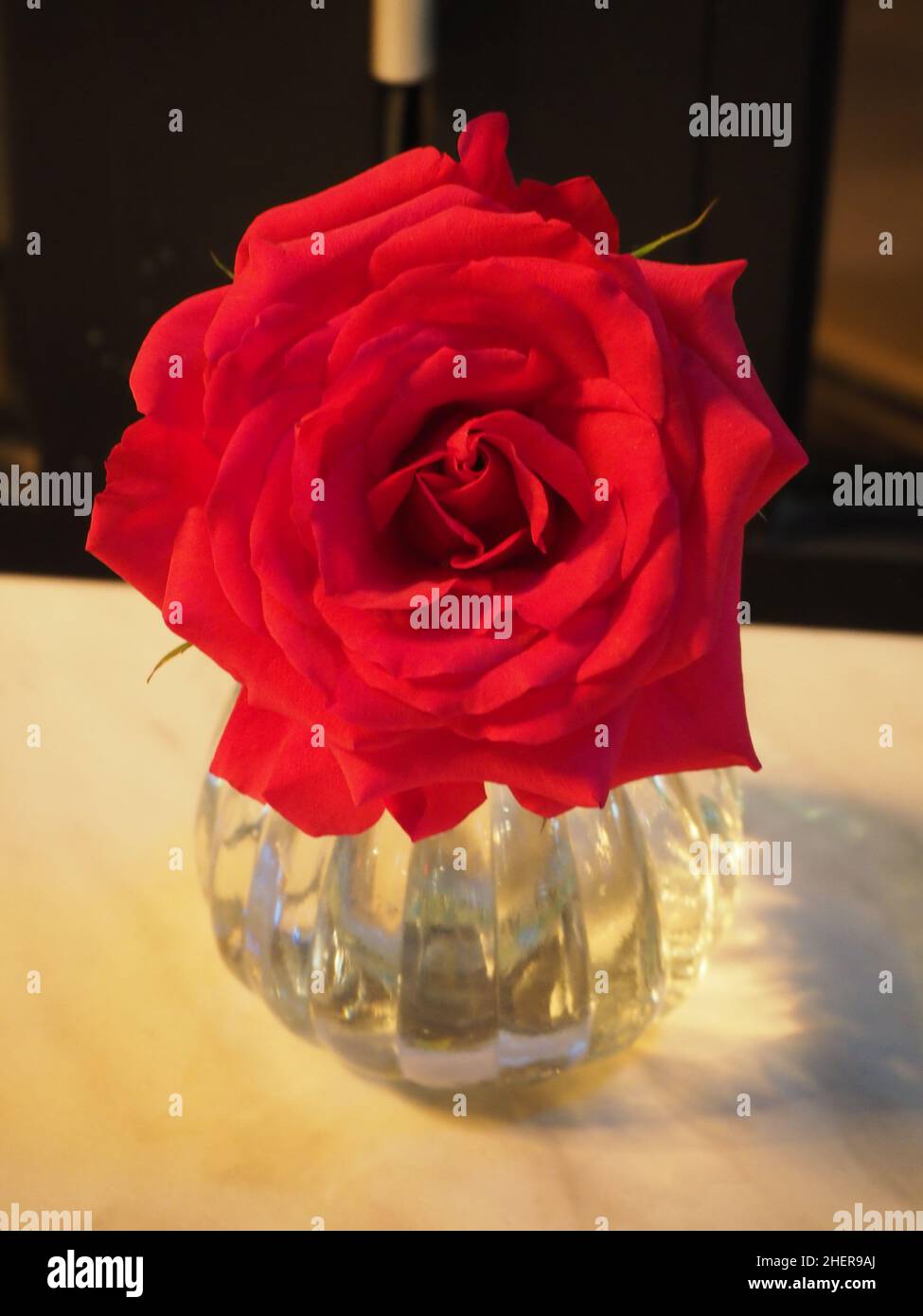 Real flower frame hi-res stock photography and images - Alamy