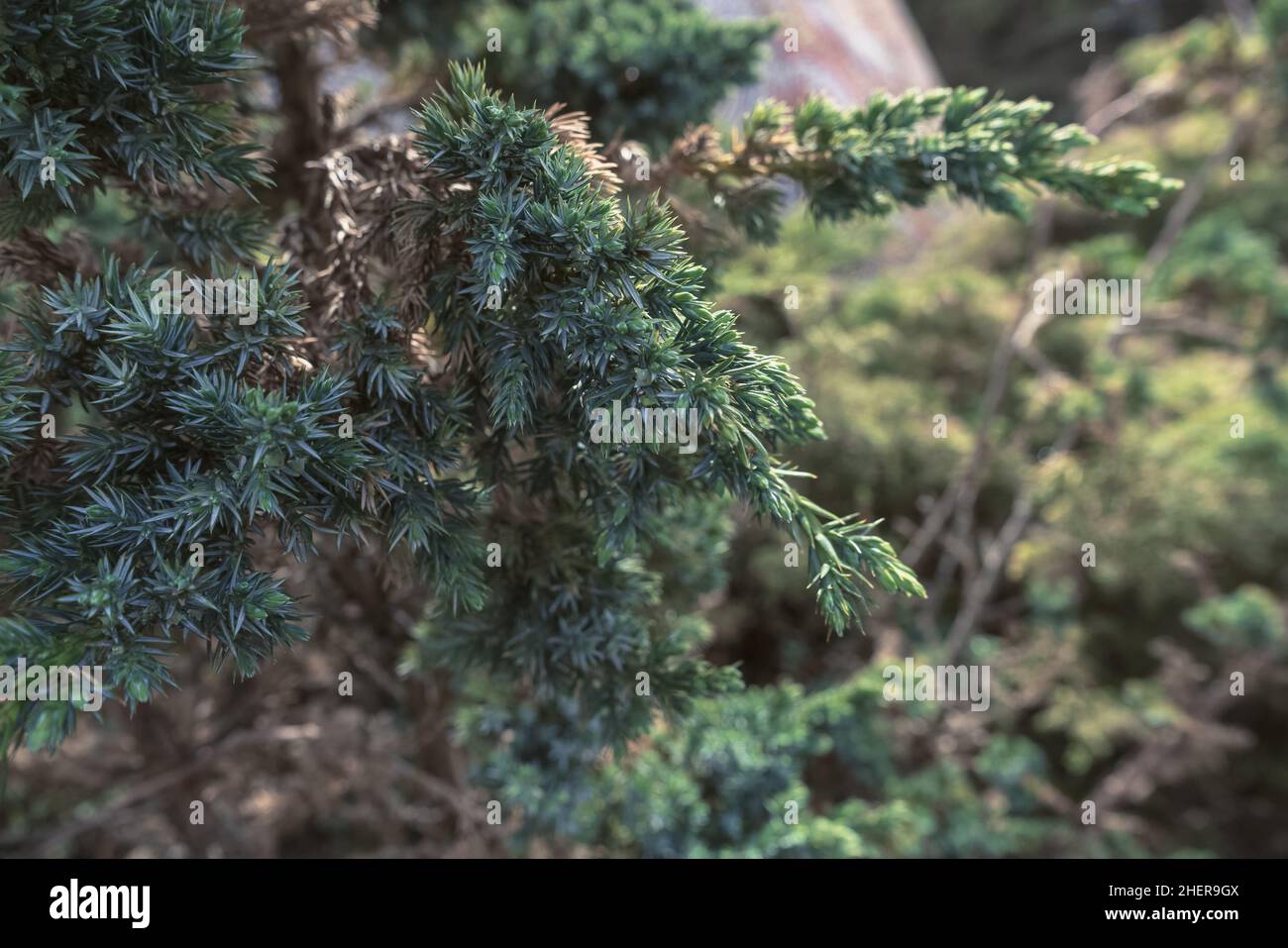 close up view of juniperus squamata Meyeri branches of cupressaceae ...